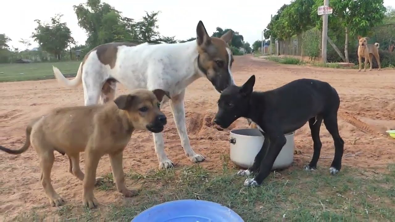 rescue homeless pets & we feed all poor dogs and abandoned puppies in ...