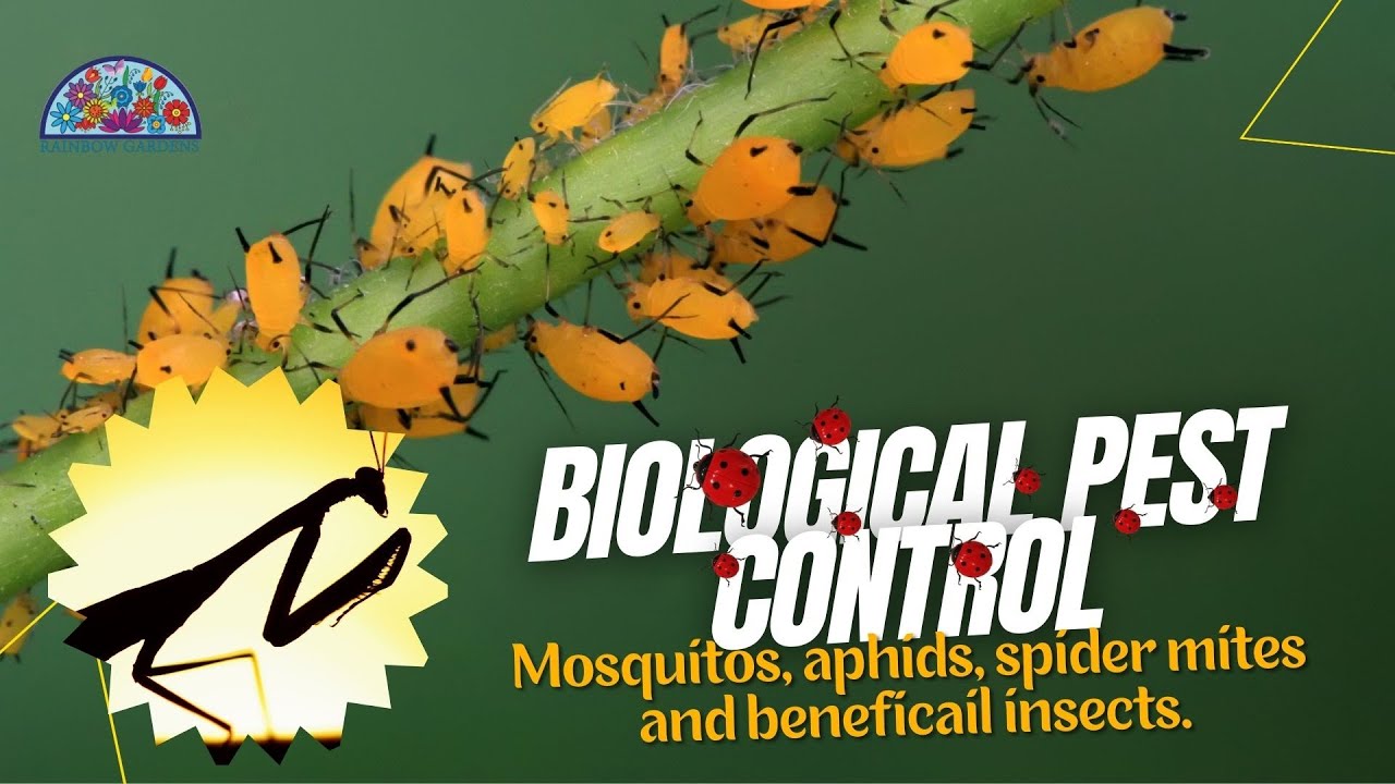 Biological pest control with NOLO Bait, Lacewings, Ladybugs and Mantids ...