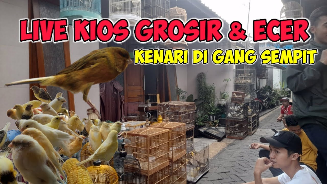 LIVE KIOS GROSIR & ECER KENARI DI GANG SEMPIT #kenari #kenarigacor ...