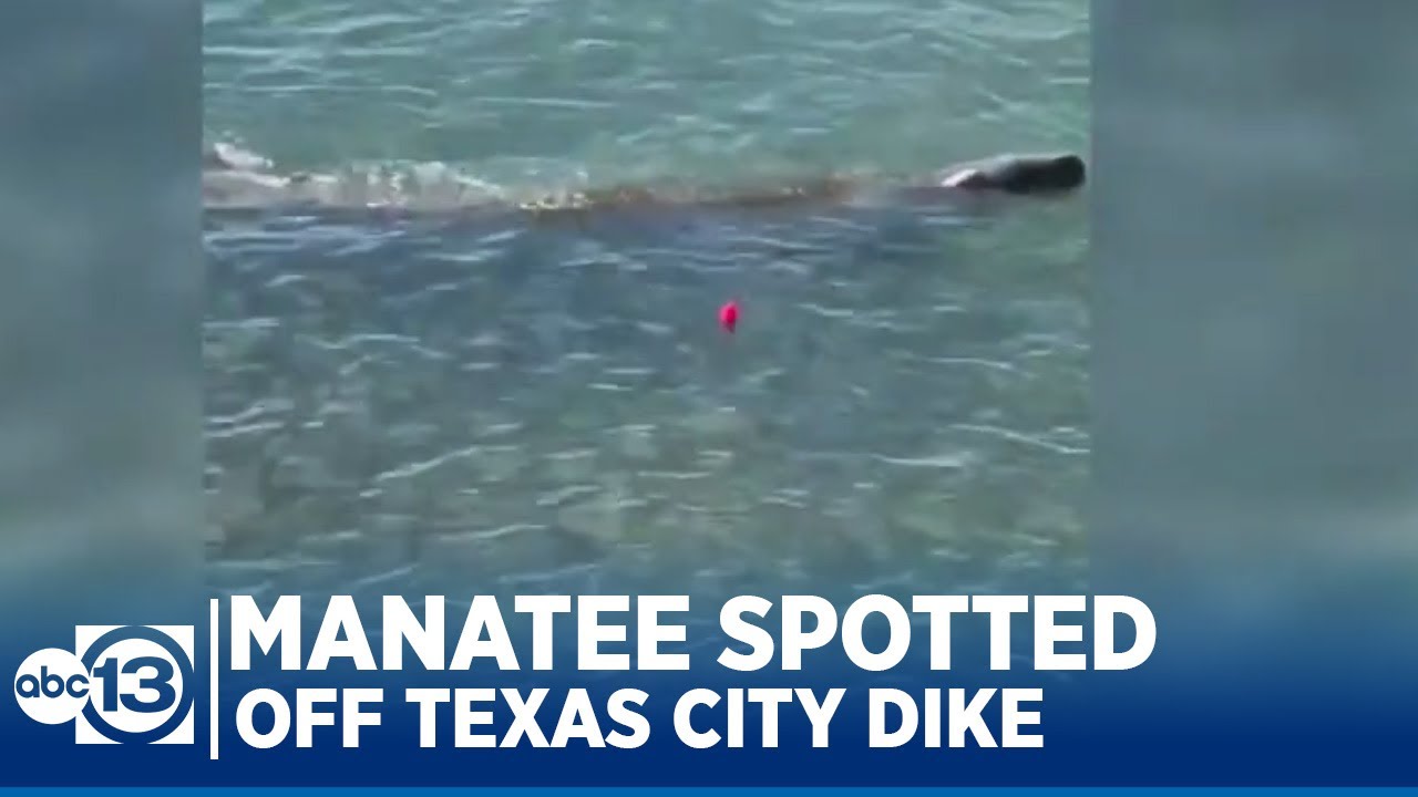 Manatee spotted off Texas City Dike - YouTube