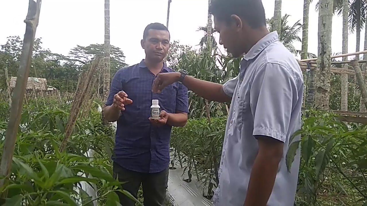 Keunggulan foxxin pada tanaman cabe - YouTube