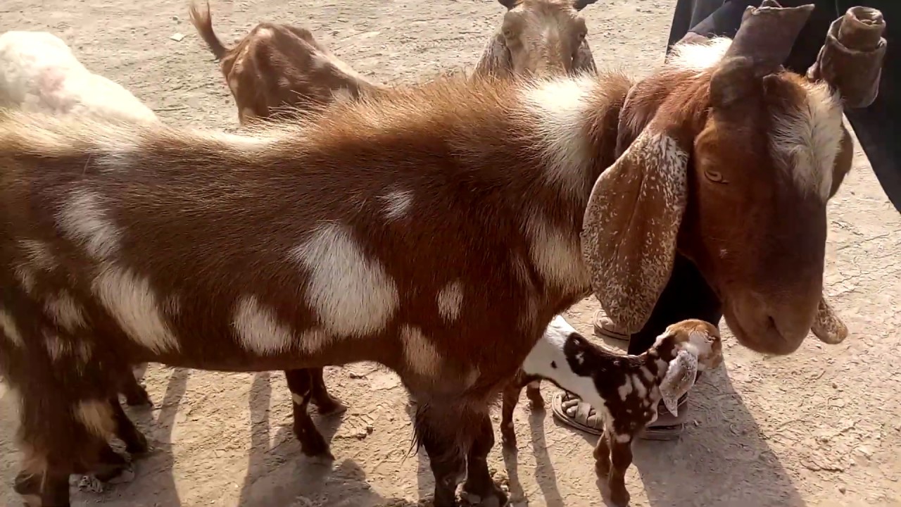 look at this damani goat buck| دامانی نسل کاا بکرا دو دانت مناسب قیمت ...