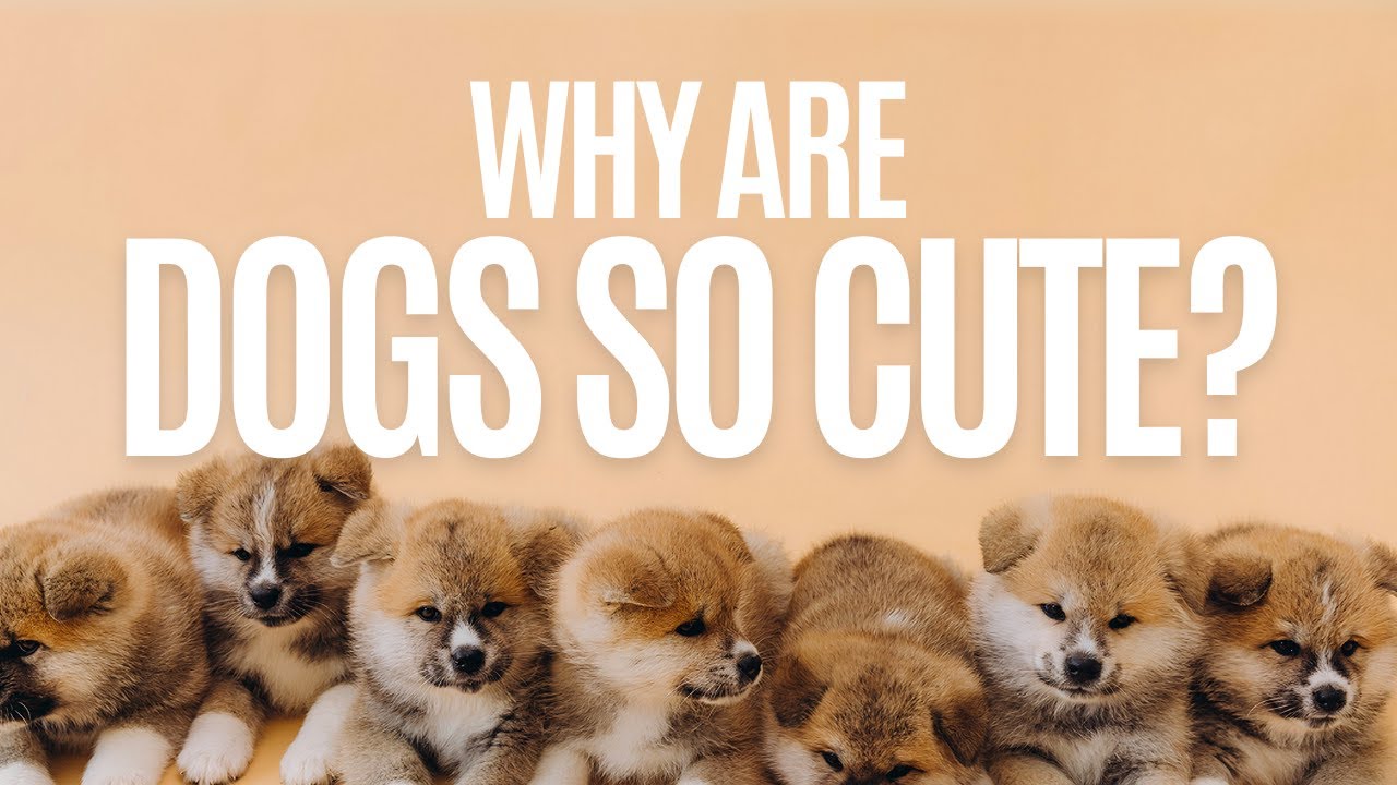 Dogs Are TOO CUTE… But Here’s WHY! - YouTube