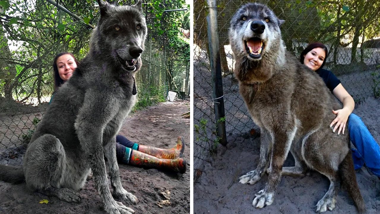 Shelter Saved This Giant Wolfdog, Then A DNA Test Showed Something ...