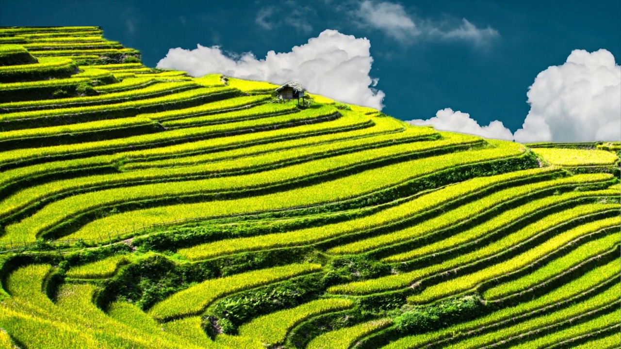 Beautiful Nature Video – Most Amazing Rice Field In The World - YouTube