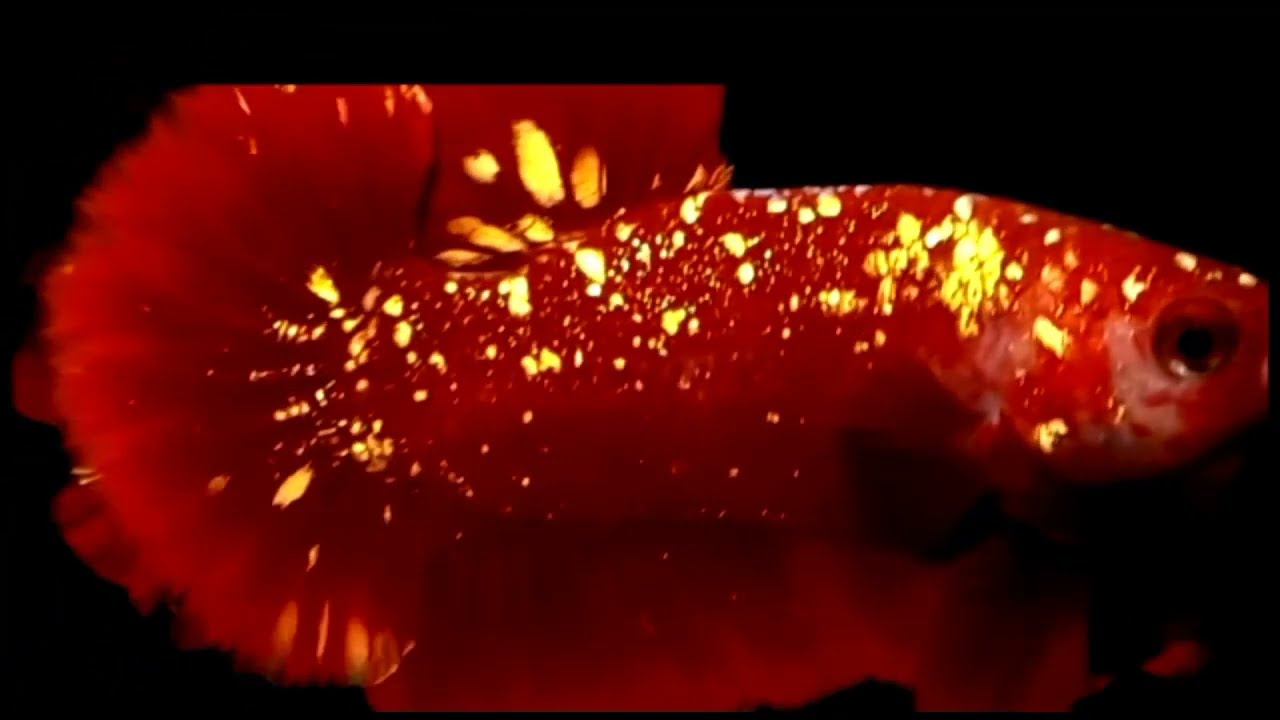 Ikan cupang RGG red gold galaxi - YouTube