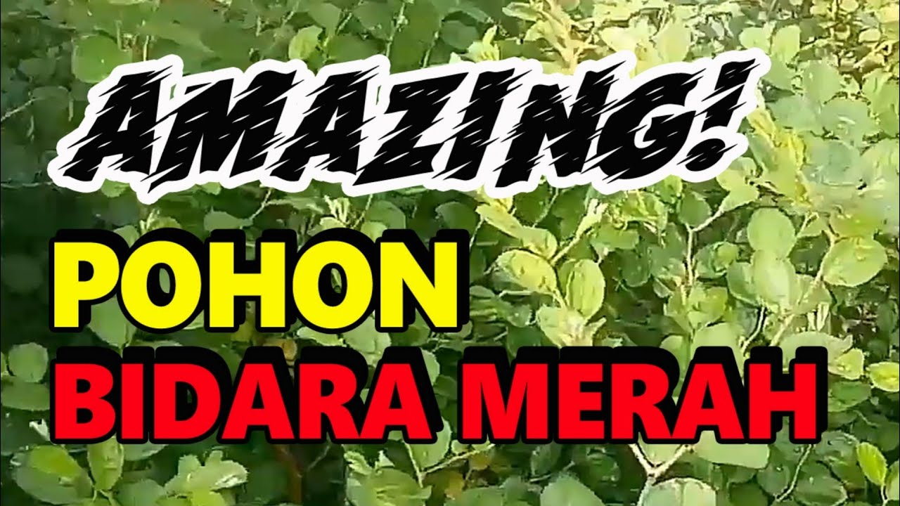Pohon Bidara Batang Merah || Cara Menanam Pohon Bidara Arab dari Biji ...