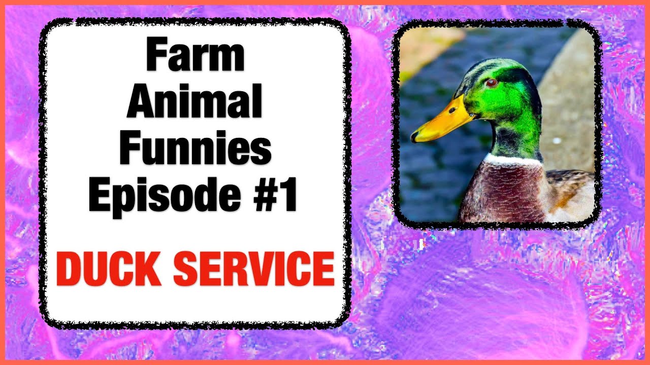 Serving Ducks !!! - Funny Animal Videos - Comedy Skit #1 - YouTube
