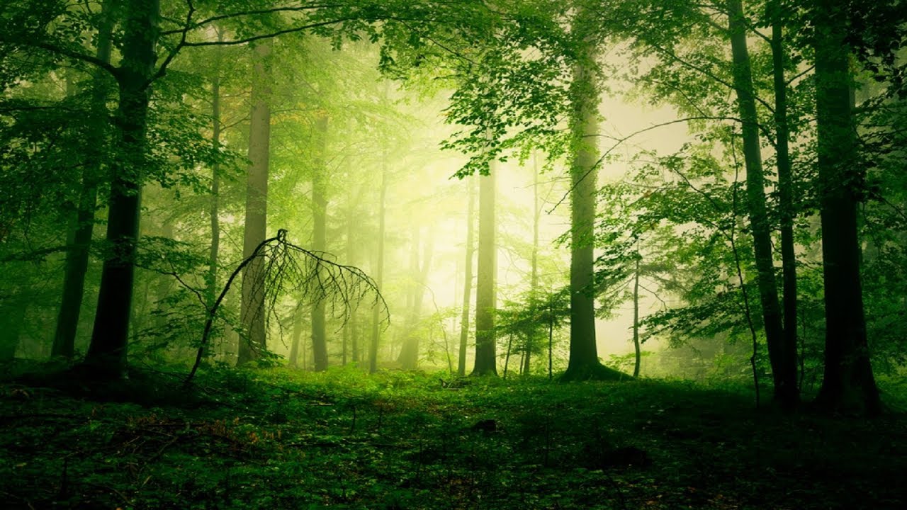 Celtic Sleep Music - Elven Magic | Relaxing, Soothing, Peaceful ★81 ...