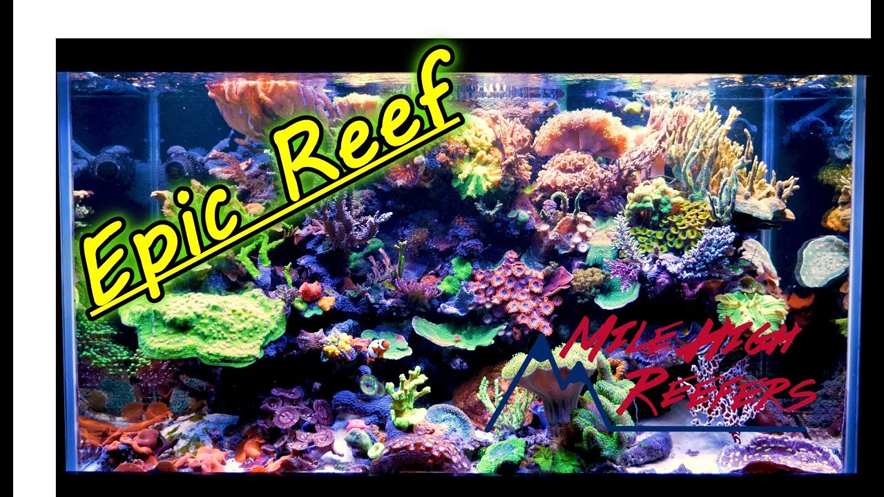 Chads Epic Reef Tank Tank Tour - YouTube