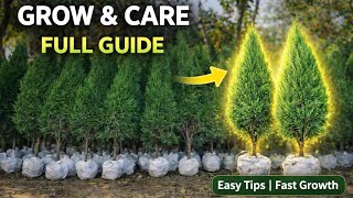 Juniper Plant Care Guide | Grow, Care & Benefits of Juniper Plant 🌿
