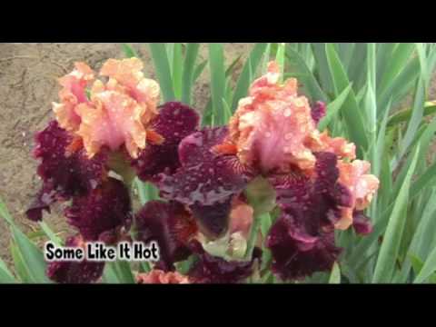 Ирисы  2016 Часть 4 из 4