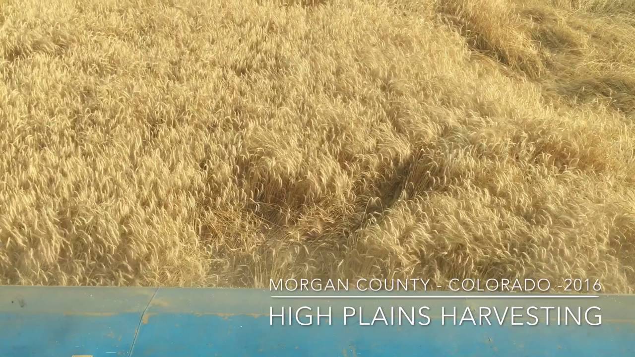 HPH - Cutting in Lodged Wheat - YouTube