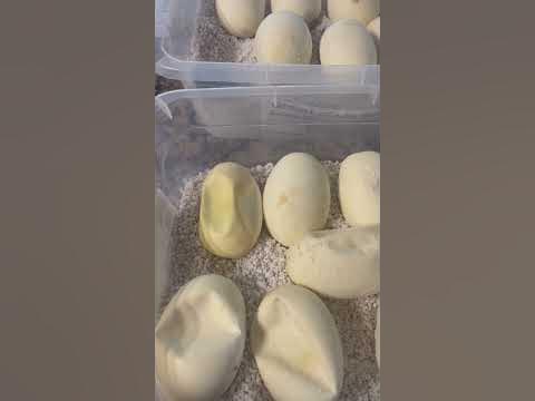 Burping these Reticulated Python Eggs that will pip in less than 3 ...