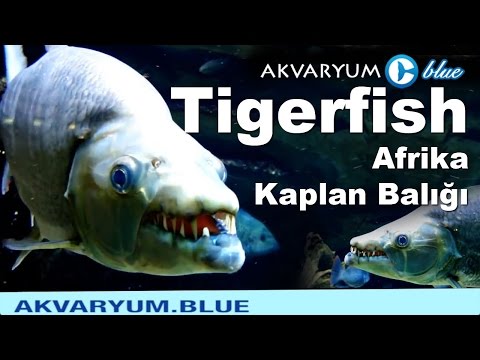 Afrika Kaplan Balığı - Giant Tigerfish