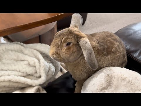 The Real Reason My Rabbit Comes to Me (It’s Not Just Food) 🐰💕