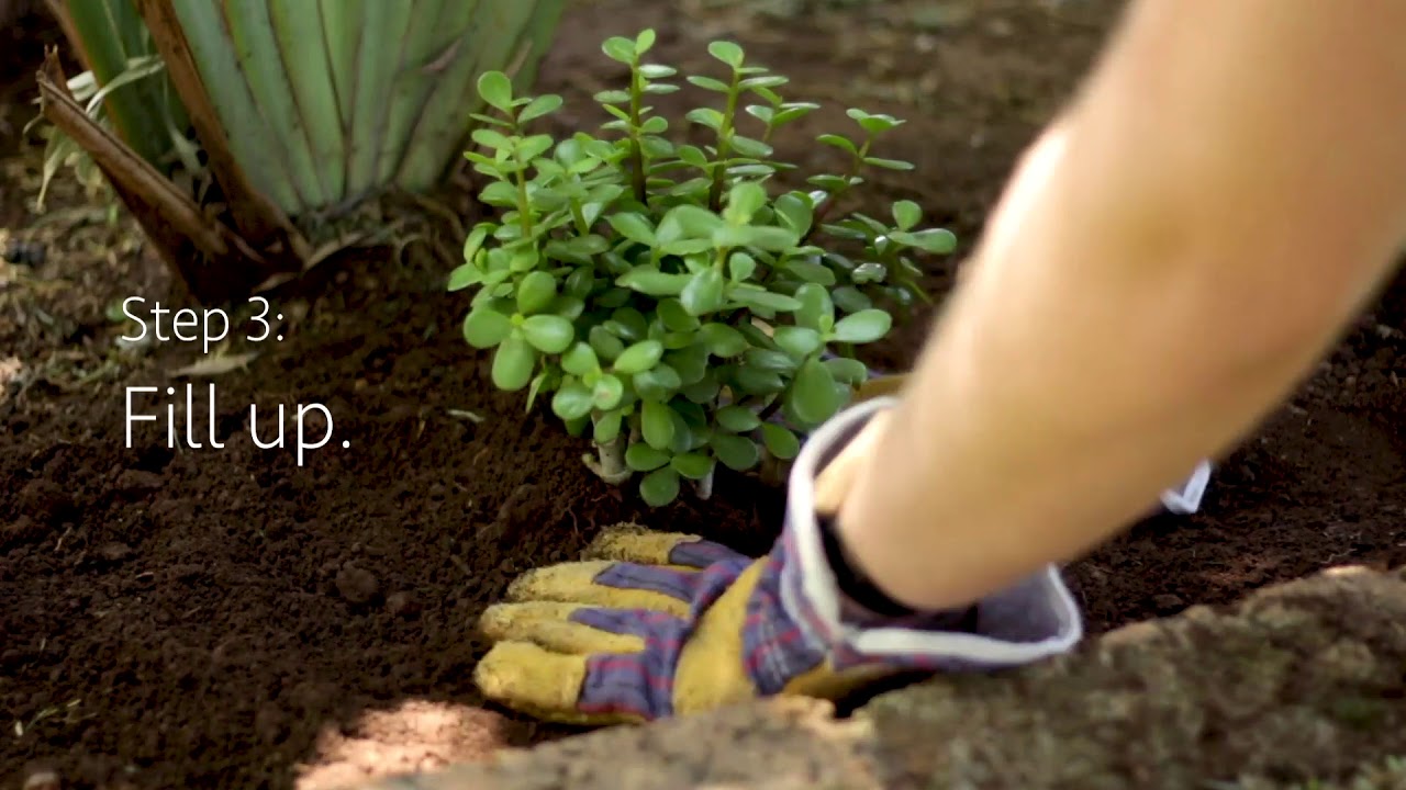 How to plant a Spekboom - YouTube