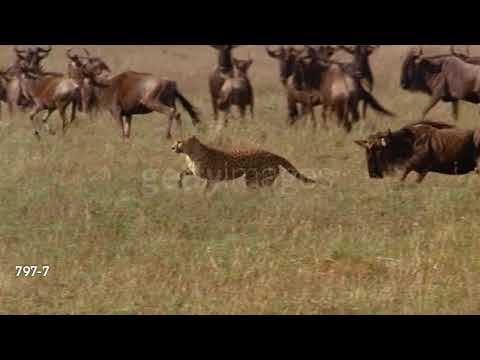 cheetah chasing wildebeest - slow motion medium shot (Must watch) - YouTube