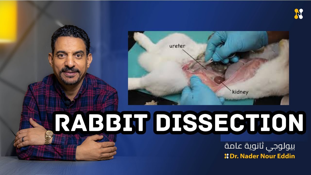 Rabbit dissection with my marvellous students.. - YouTube