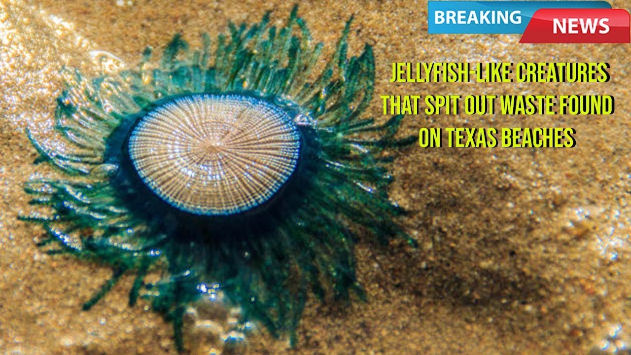 Jellyfish-like creatures that spit out waste found on Texas beaches ...