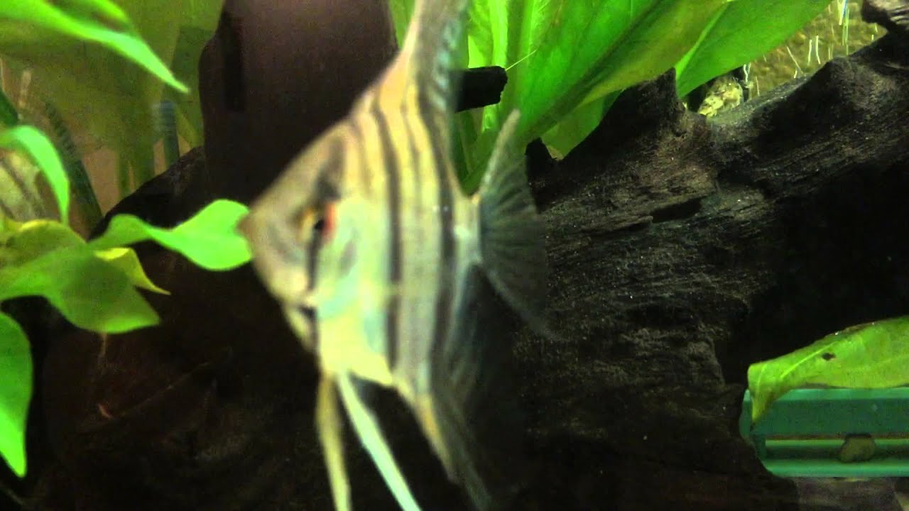 Tropical Aquarium - Angelfish, Swordtails, Hi Fin Platies, Barbs, Congo ...