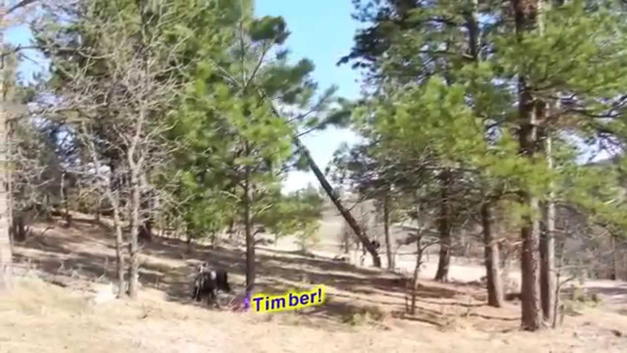 Cutting down a 75 ft ponderosa pine tree - YouTube