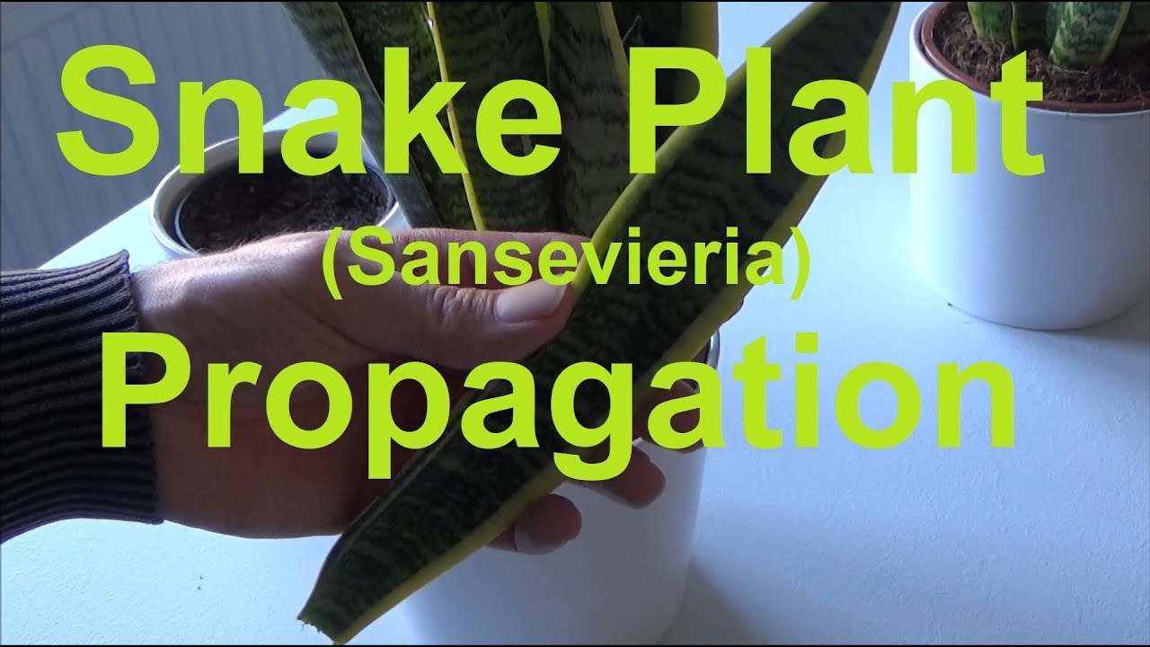 Snake Plant Propagation in Soil by Leaf Cuttings Sansevieria Snake ...