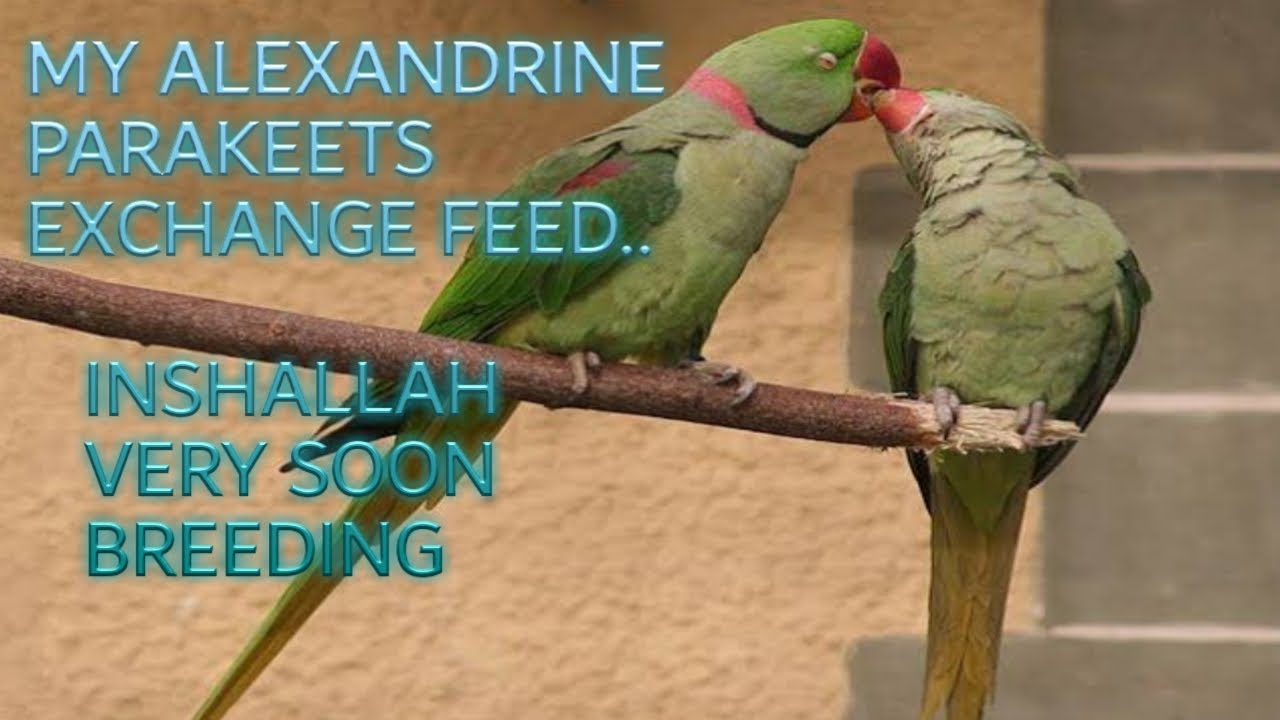My Alexandrine Parakeets Exchange Feed #pet #parrot #birds - YouTube