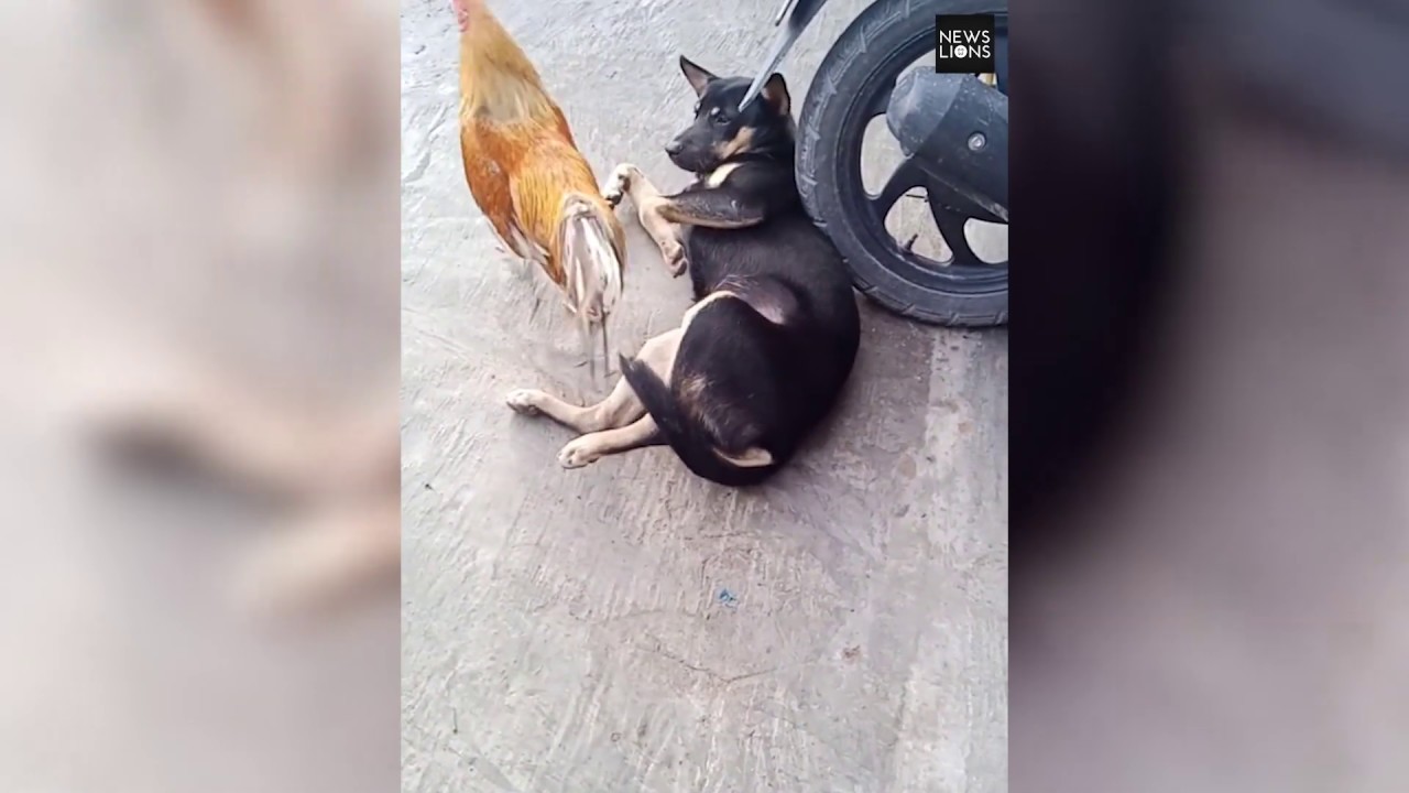Friendship between a dog and a hen , predator and prey become best ...