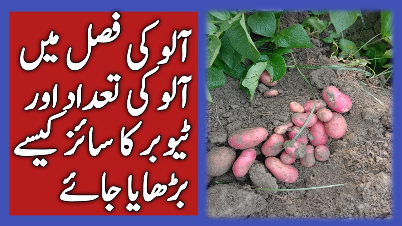How can we increase numbers of potatoes and tuber size in potatoes crop ...