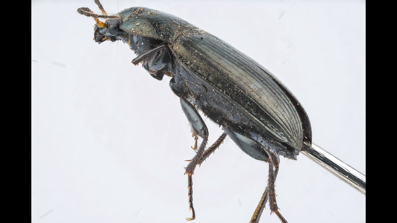 3d Macroscan of a Green beetle - created Reality Capture - YouTube