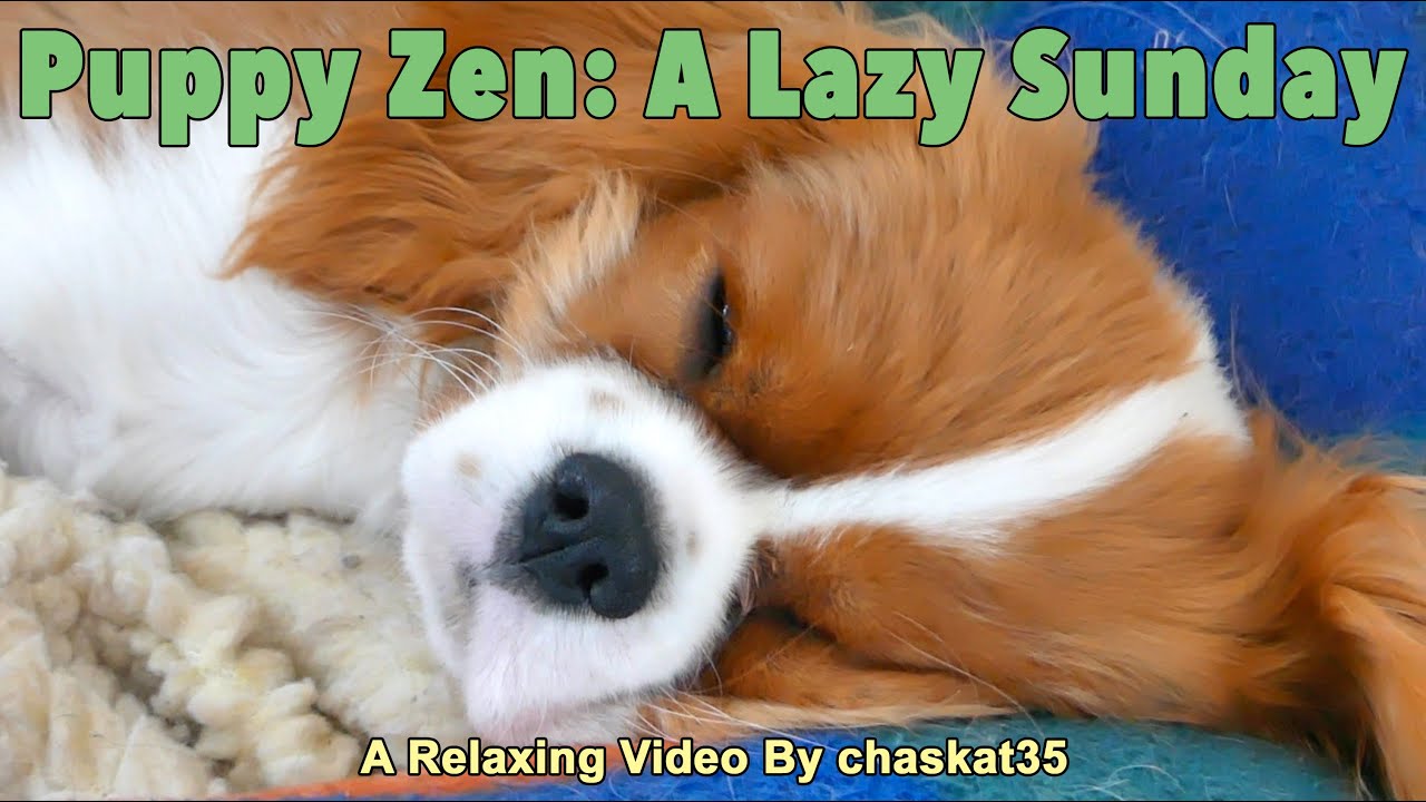 Puppy Zen: A Lazy Sunday - YouTube