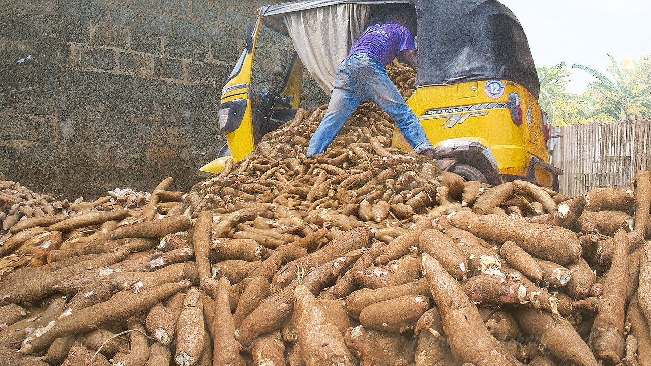 How Tons of Fresh Cassava are Harvested and Processed in Nigeria - YouTube