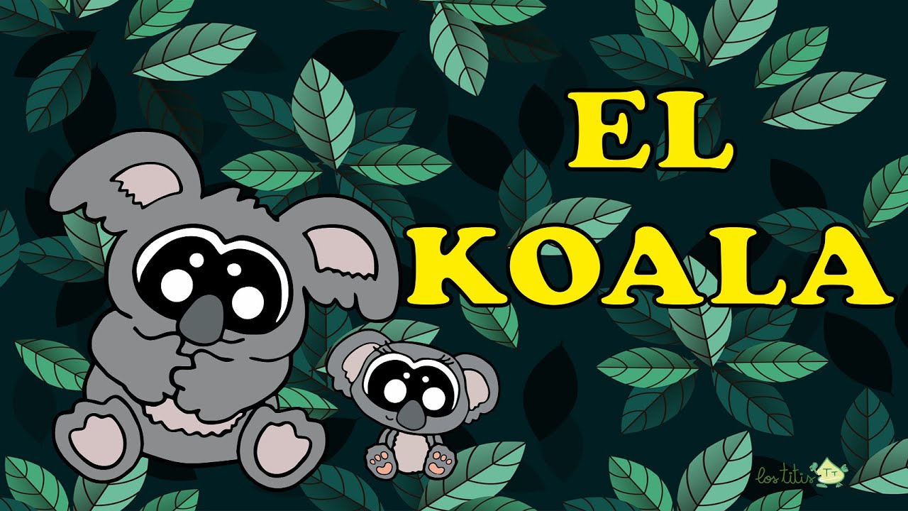 Información del Kola para NIÑOS 🐨 (Qué come y cuánto duerme)😴 - YouTube