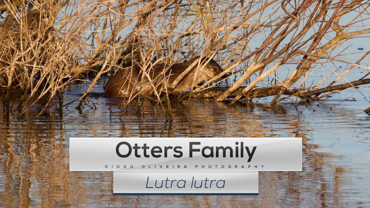A Family of Wild European Otter's - 1min onWILD Ep.6 ...