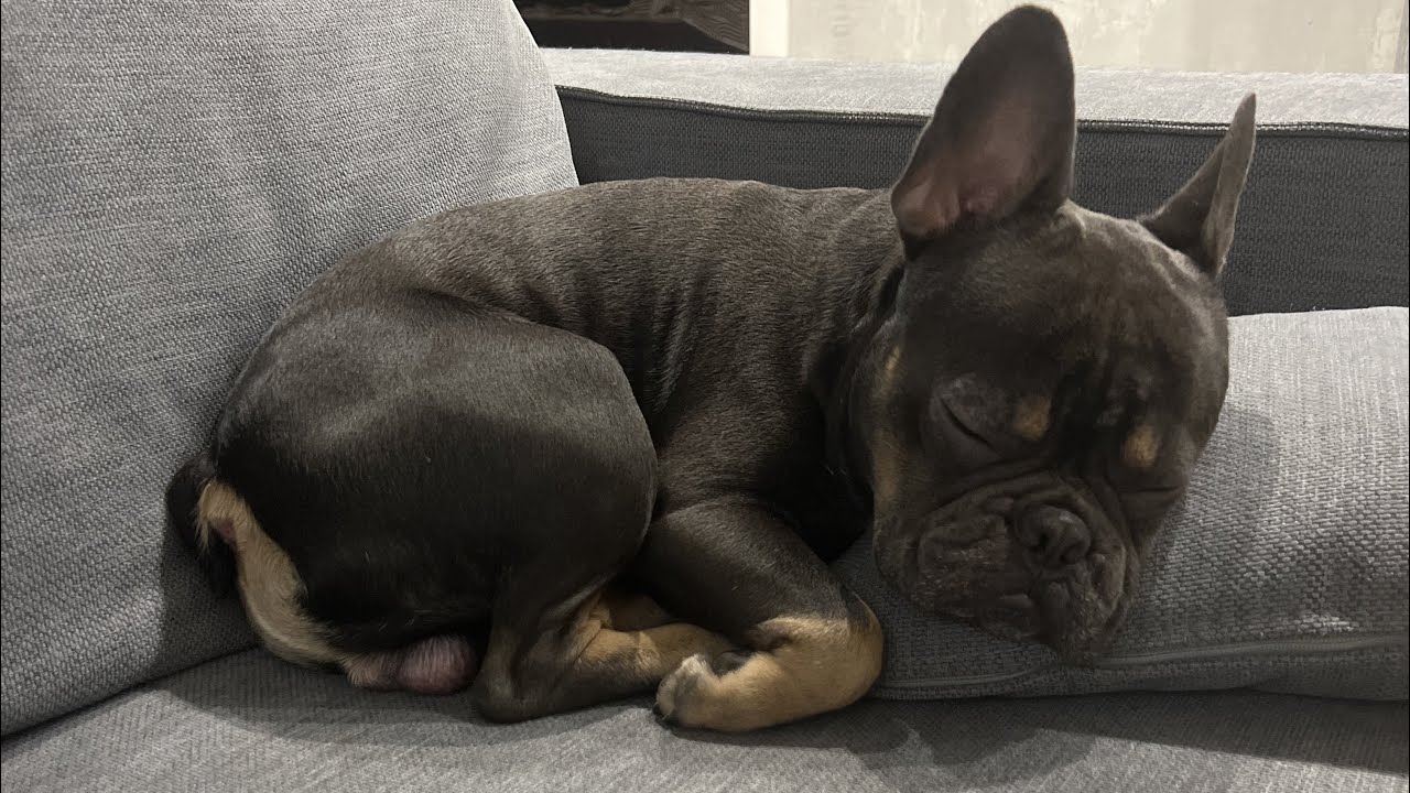 The Life of a French Bulldog | Frenchie barking - YouTube