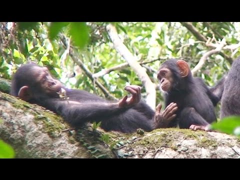 Goualougo Chimpanzee Brothers - YouTube