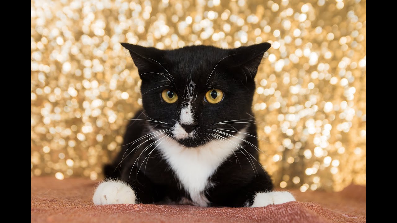 A collection of 30 cute cat photos with two different cat sounds - YouTube