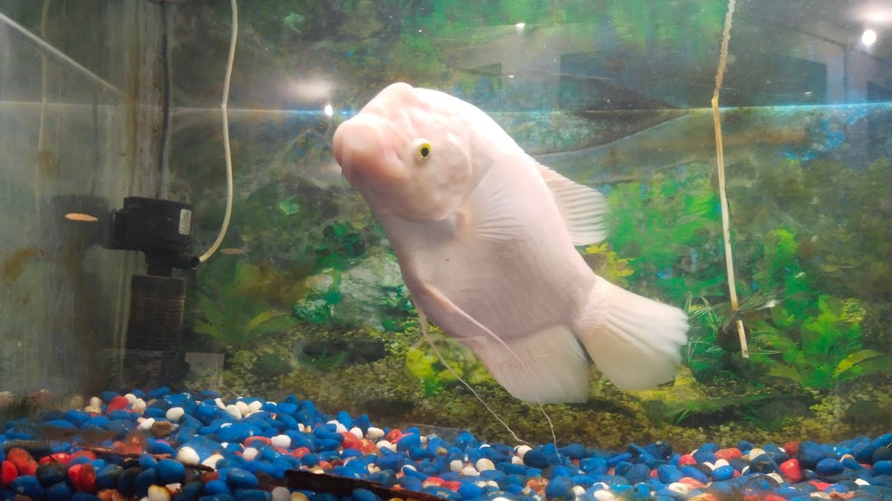 Machhli Jal Ki Rani Hai ! The Eagle by Md Merajuddin - YouTube