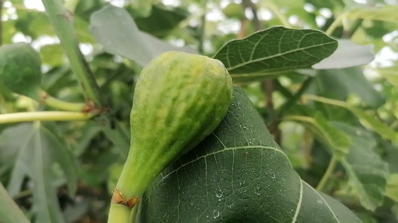 Culling Fig Varieties - Part 1 - YouTube