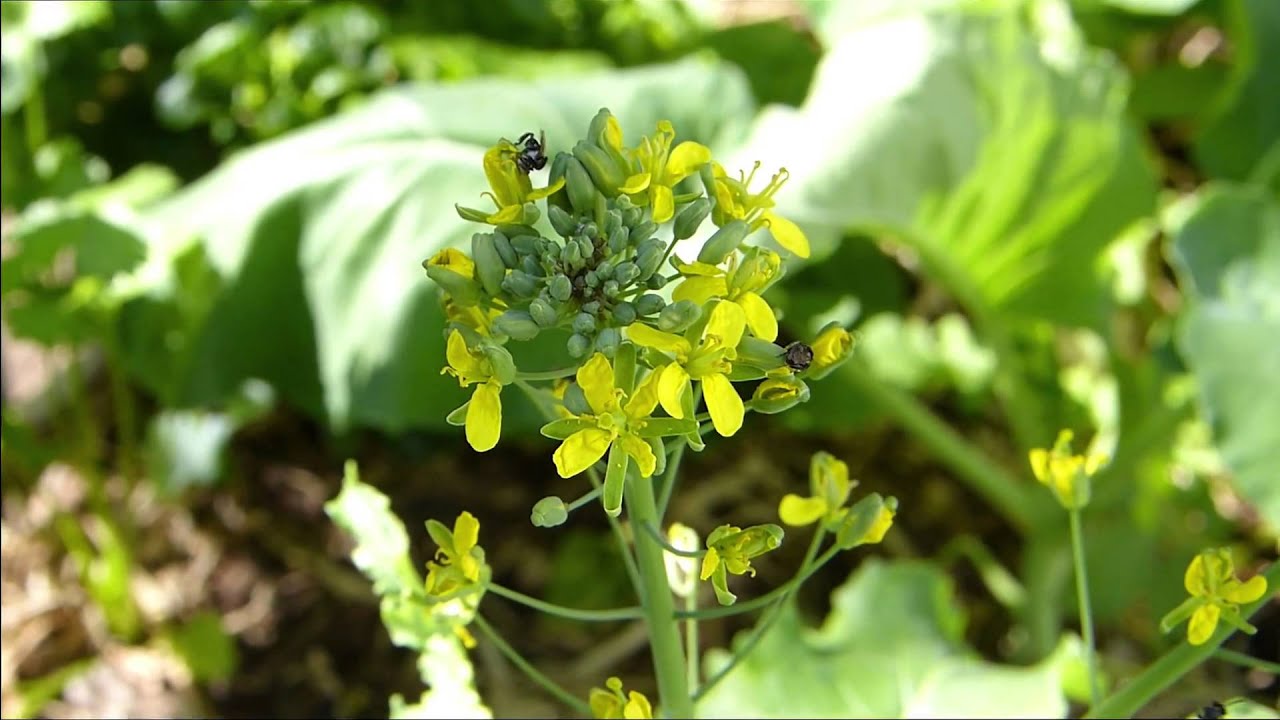 Stingless Bee on Broccolini - YouTube