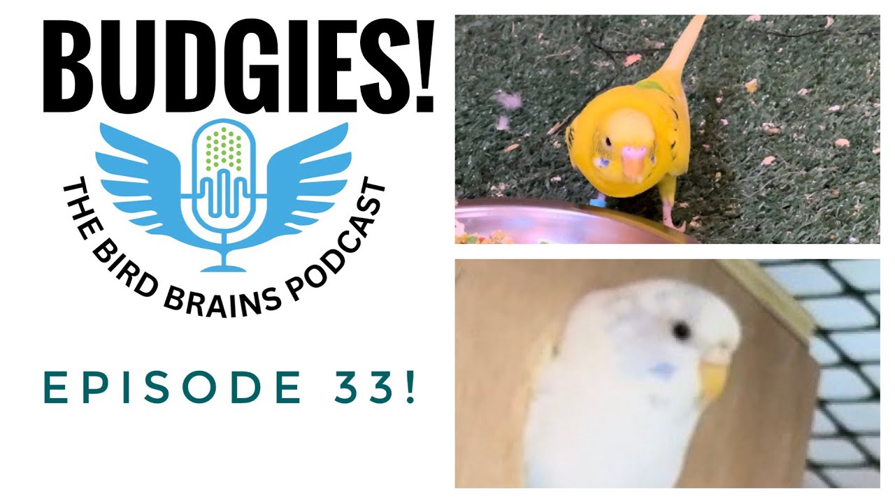 How to Keep Budgies! The Bird Brains Podcast EP 33! - YouTube