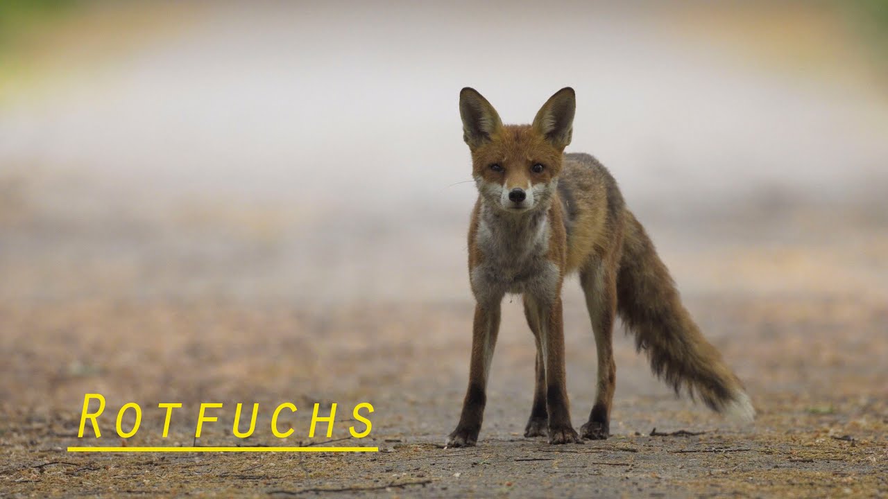 Der Rotfuchs/ Redfox in Berlin 4k - YouTube