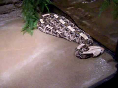 WORLD'S LARGEST PIT VIPER SNAKE 16 FOOT VENOMOUS REPTILE CHICAGO IL