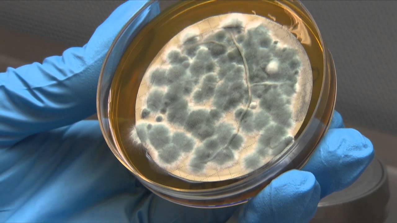 Diesel Bug / microbial contamination testing - YouTube