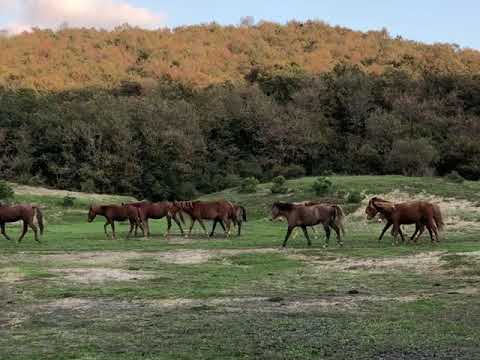 Yılkı Atları Doğal Ortamda Objektifimden...🐎🐎🐎