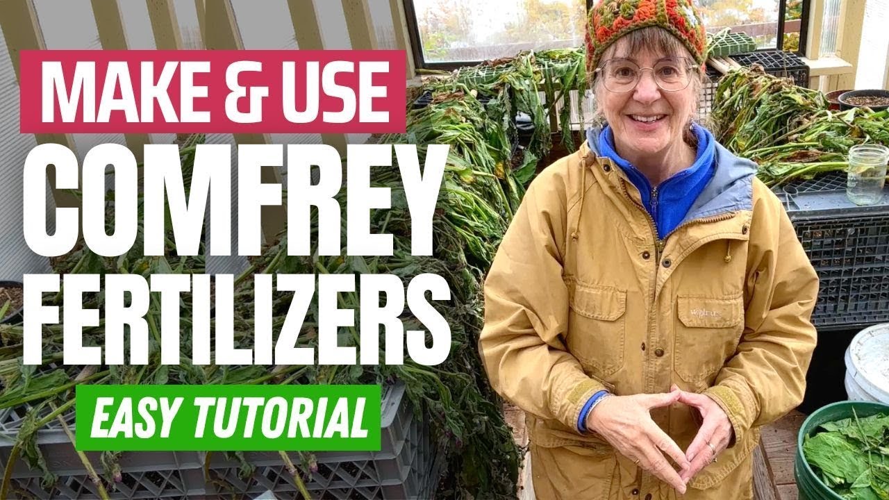 Make Your Own Comfrey Fertilizer - Beginners Guide - YouTube
