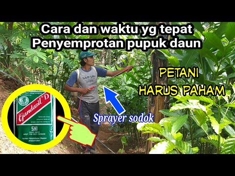 cara tepat penyemprotan pupuk daun dengan sprayer SODOK, dan Jerigen