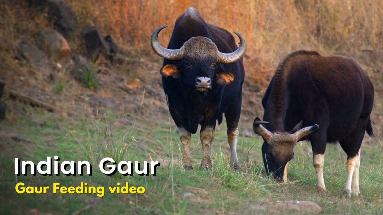 Indian Gaur | Gaur Feeding video - YouTube