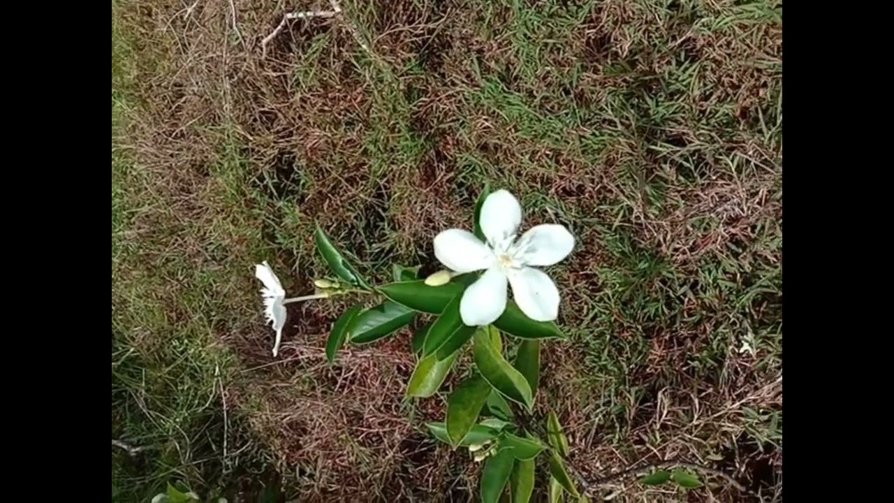 Pichcha Mal | Sri Lanka | Flower | My Garden | - YouTube